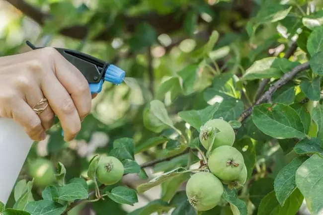 wann man obstbäume besprüht