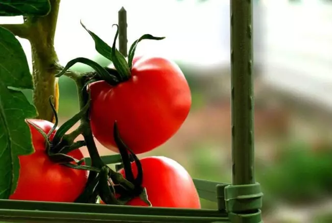 Parhaat tomaattihäkkivaihtoehdot