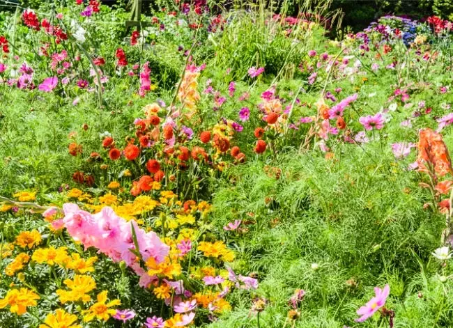 7 неща, които трябва да знаете, когато отглеждате градина с диви цветя 7466_2