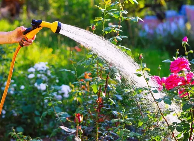 7 ствари које треба знати када узгајате башту дивљег цвећа 7466_4