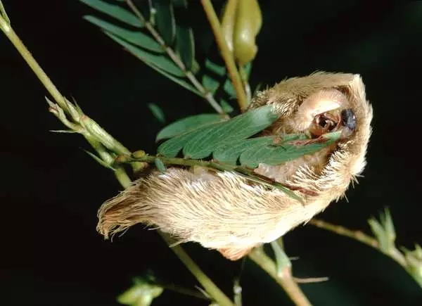 Gulugufe wa Flannel Moth (The Asp)