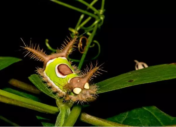Saddleback Moth Caterpillar