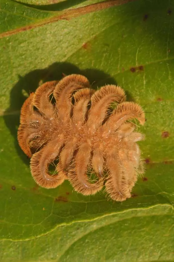 Monkey Slug Caterpillar