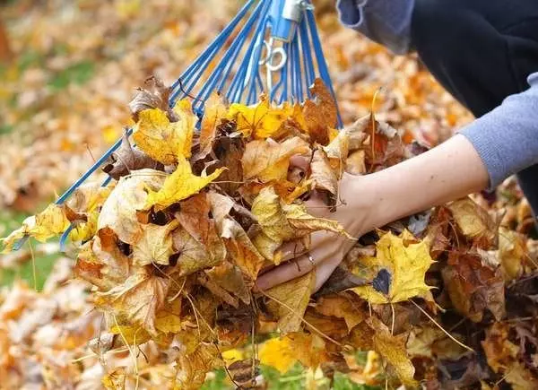 Hark bladeren in de herfst om het gras in leven te houden