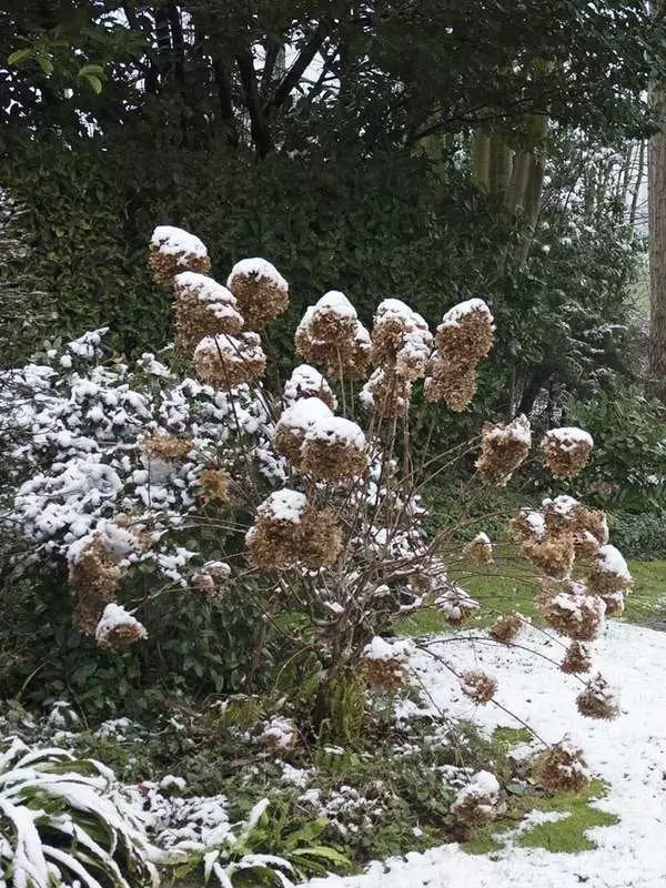 Izolirajte hortenzije u jesen