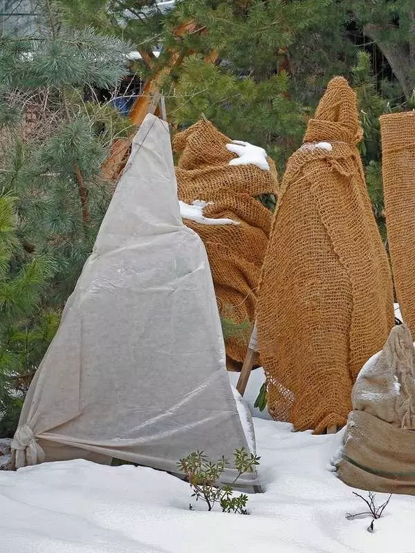 Wikkel bomen in jute in de winter