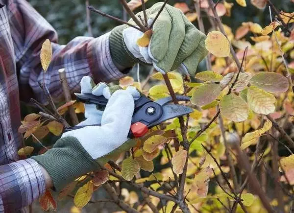 Snoei enkele bomen en struiken in de herfst