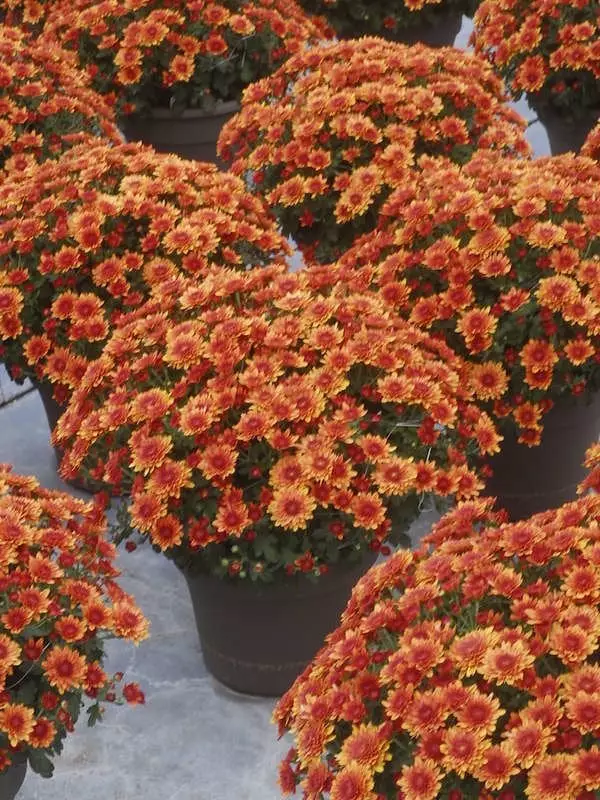 Orange Chrysanthemen