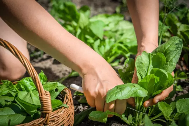 15 Superfoods déi einfach si selwer ze wuessen