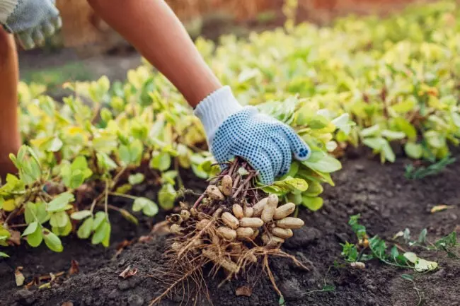 15 Superfoods déi einfach si selwer ze wuessen