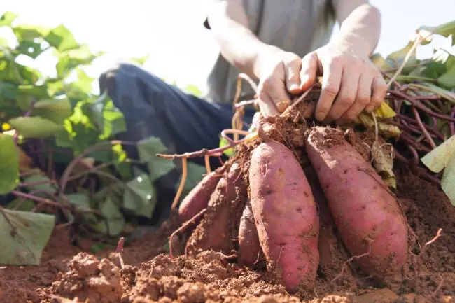 15 Superfoods uas yooj yim kom loj hlob koj tus kheej