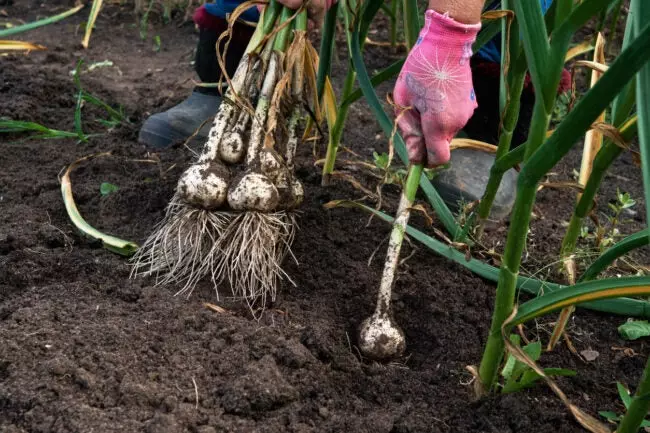 15 Superfoods uas yooj yim kom loj hlob koj tus kheej