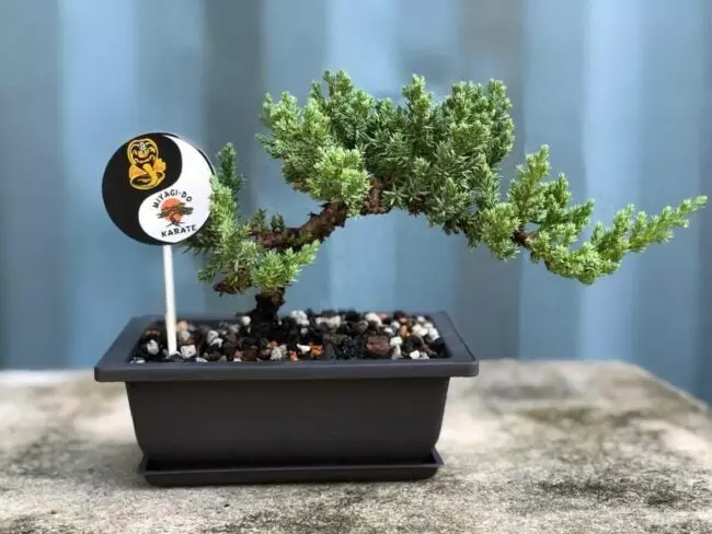 ຮ້ານ Bonsai Supply Store