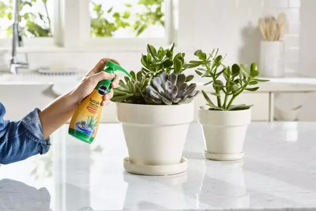 Fatịlaịza kacha mma maka nhọrọ succulents