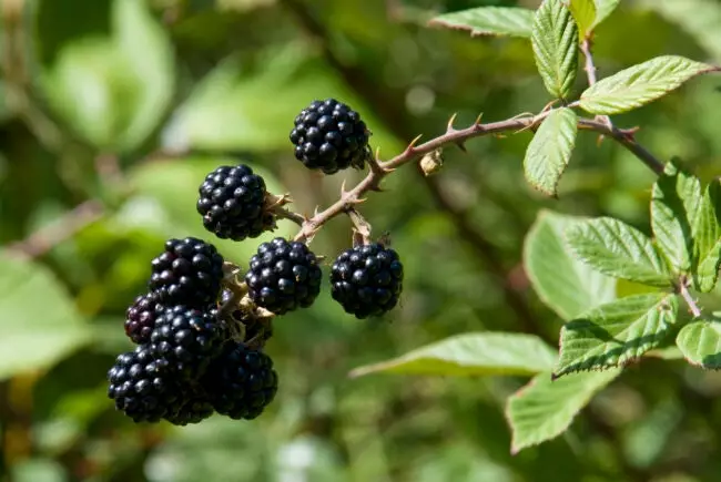 berry bushes