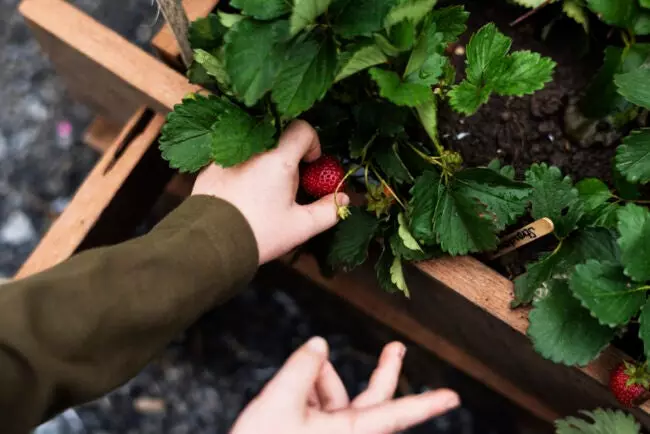 Ile ti o dara julọ Fun Awọn eso strawberries