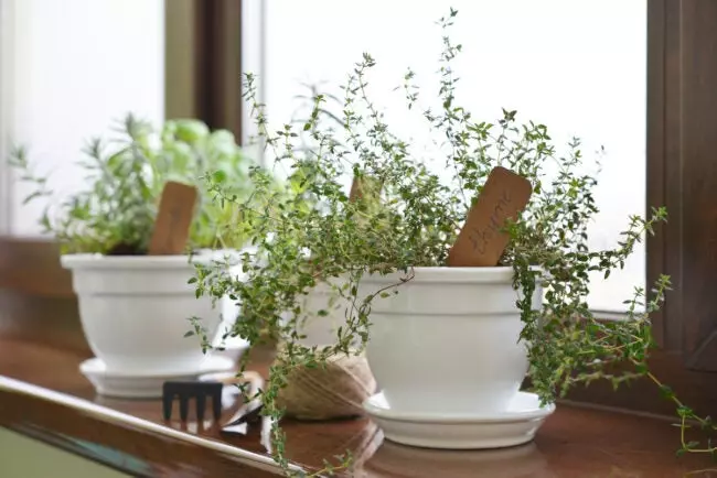 herbal terbaik untuk tumbuh di dalam ruangan