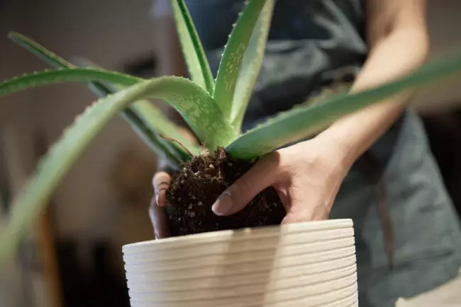 Najlepšie možnosti pôdy pre aloe vera