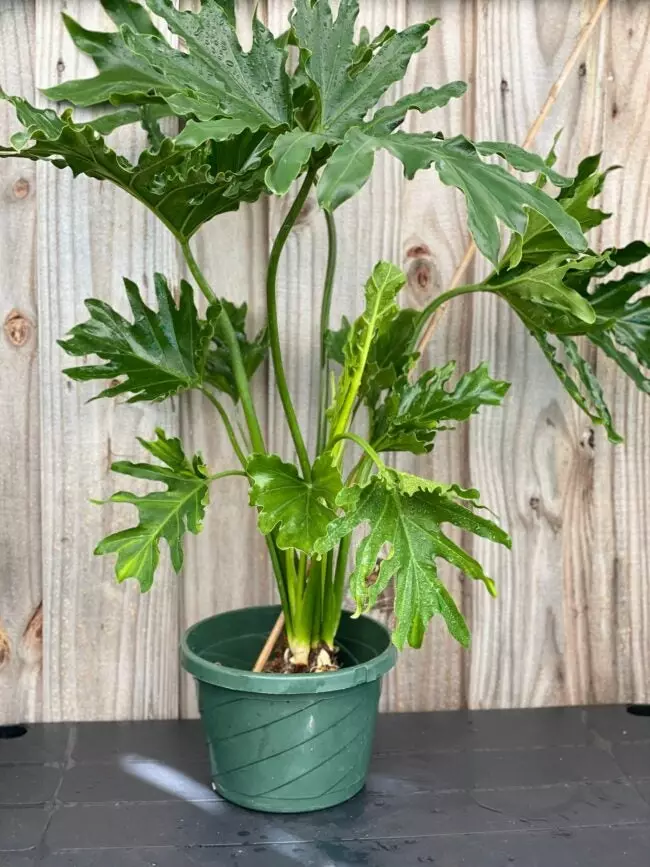 philodendron قسمون