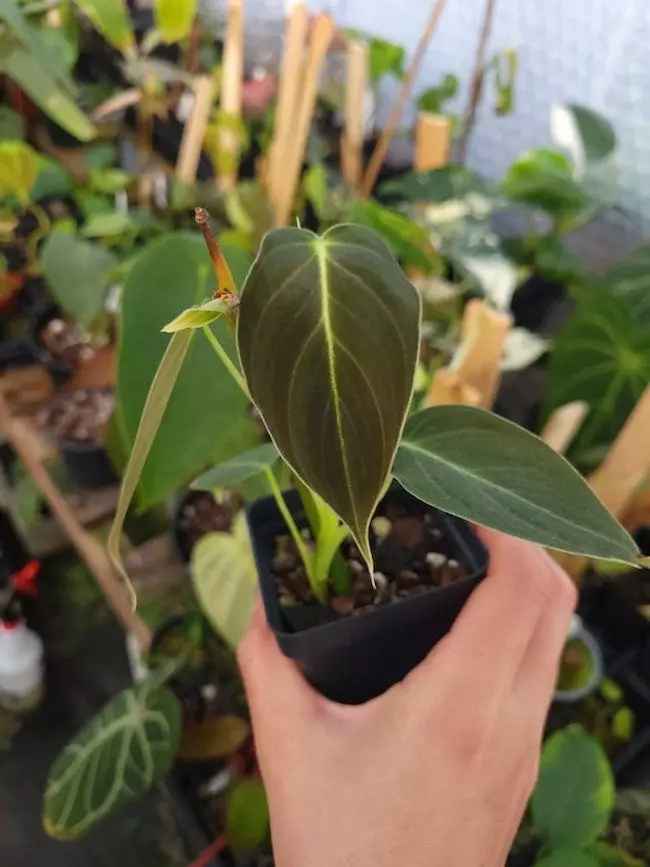velor philodendron varieties