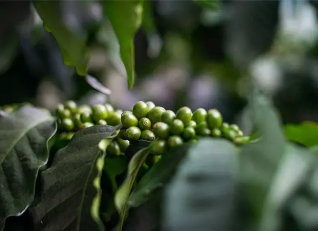 Rehaussez votre pouce vert avec ce guide d'entretien des plants de café 7577_5