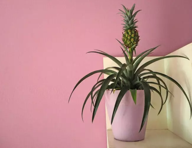 ananas plant soarch