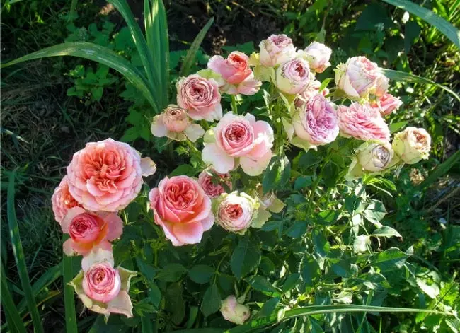 在今天的家庭花园中仍然看起来很棒的 14 种老式花卉 7601_1