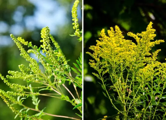 ragweed ទល់នឹង goldenrod