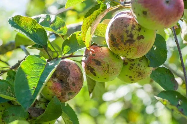 malattie degli alberi crosta di mele