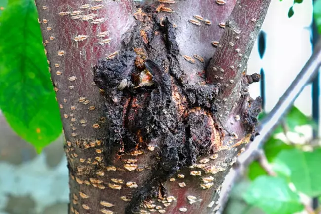 나무 질병 구내염