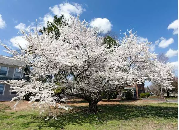 ပန်းပွင့်သစ်တော်သီး (Pyrus calleryana 'Bradford')