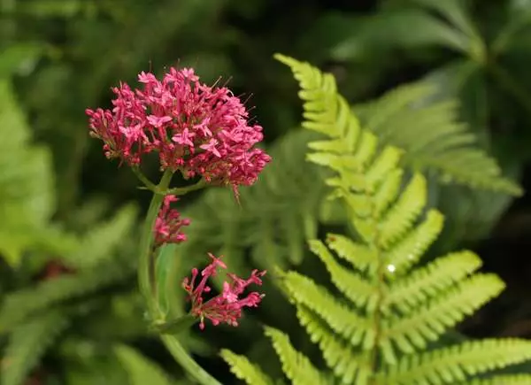 Валериан (Valeriana officinalis)