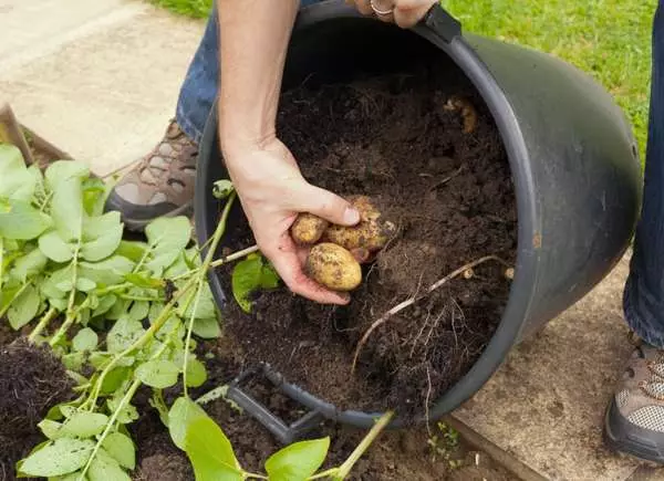 cara menanam potatoes google trend 2020