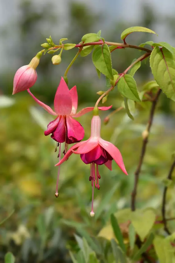 plantes de pati