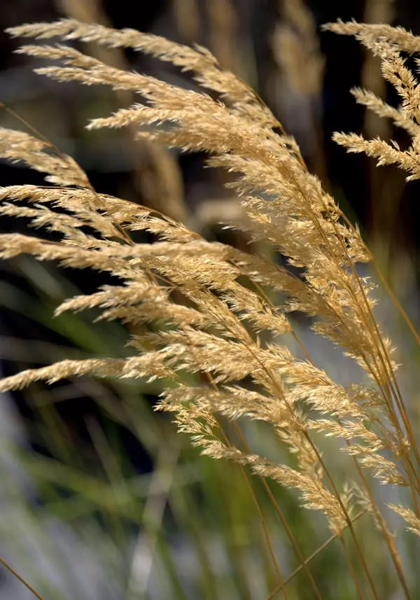 plantes de pati