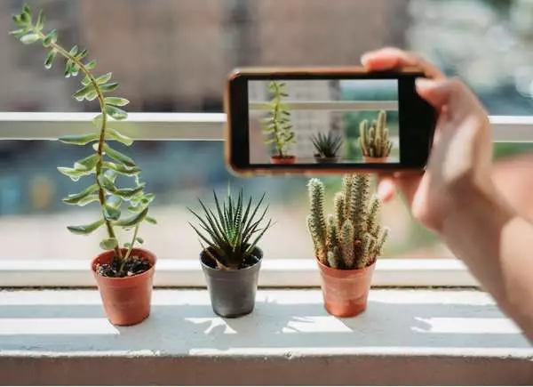 Tomando fotos de plantas con teléfono