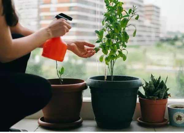 Mujer rociando planta con botella de spray