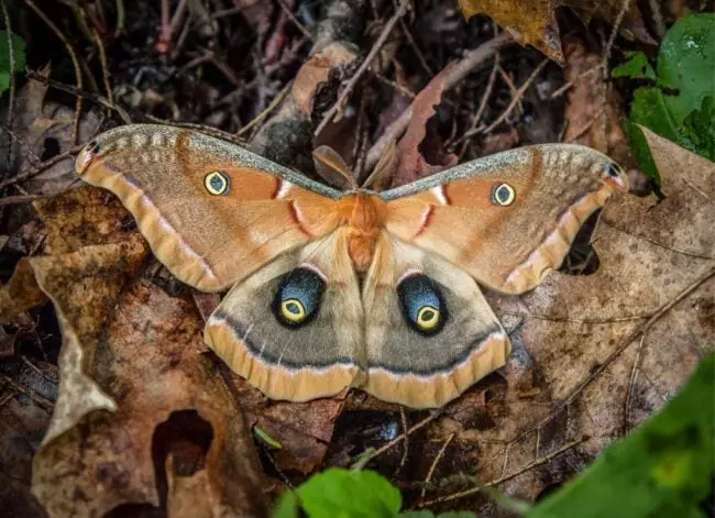 jinis moth