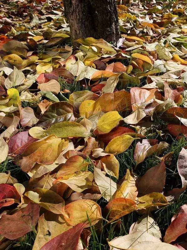 Ne laissez pas les feuilles d'automne s'accumuler