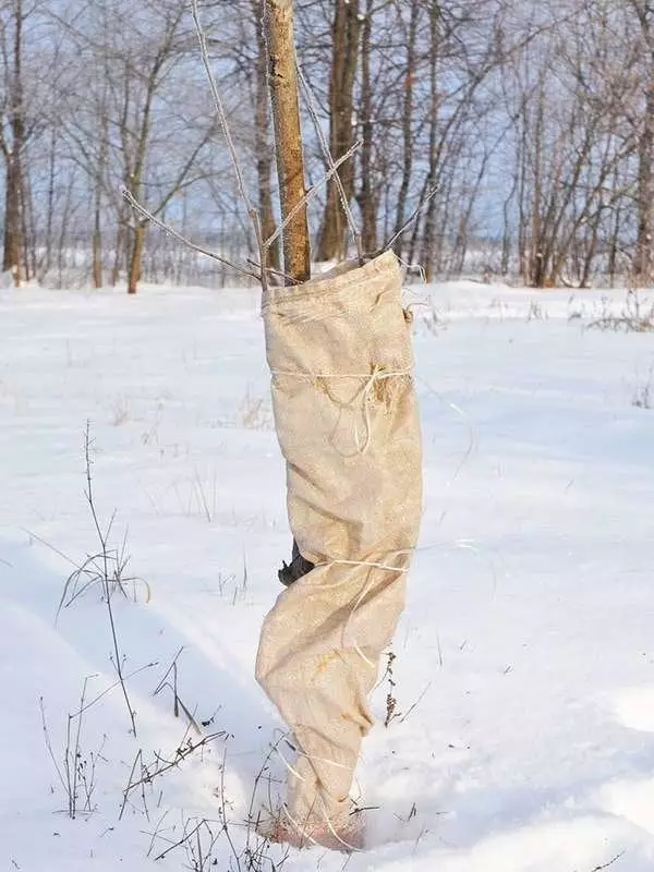 Proteja los árboles jóvenes de las heladas de invierno