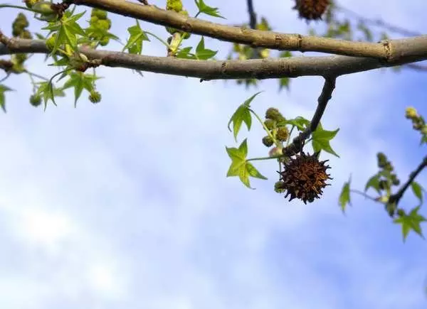 Sweet Gum Tree