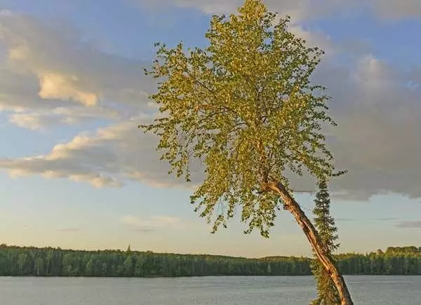 Trekkid Aspen Tree