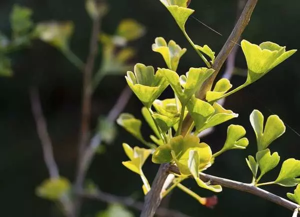 Gingko Biloba-tre