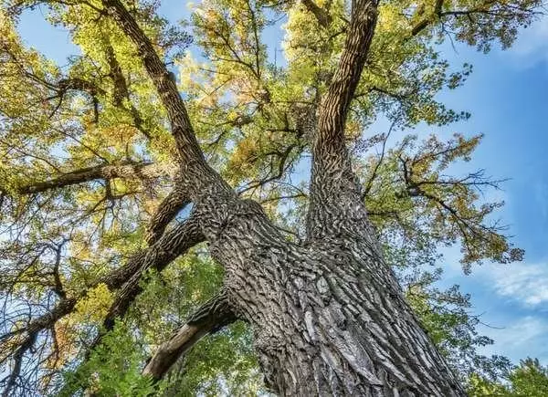 Cottonwood Tree