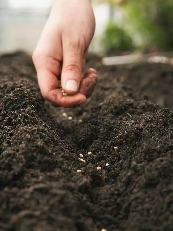 Plant echte zaden