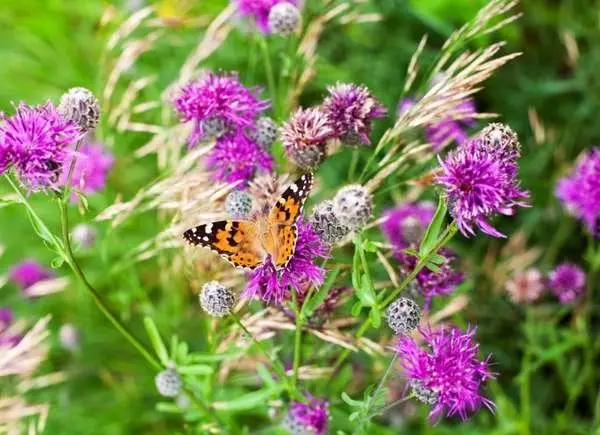 Chengeta mapollinator mubindu