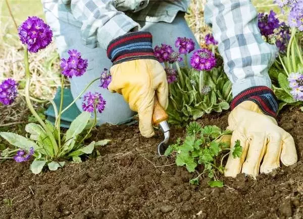 Nemojte pretjerati s korovom u vrtu