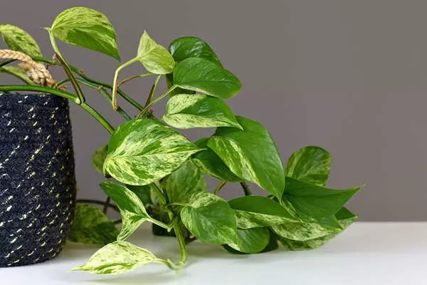 iidemon ivy pothos iintlobo