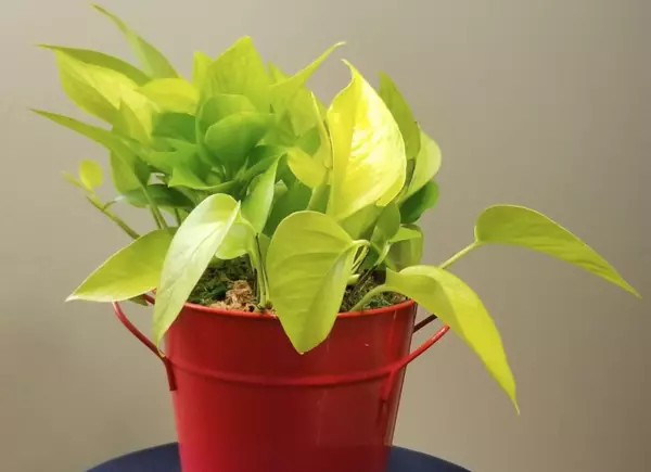 Neon Pothos