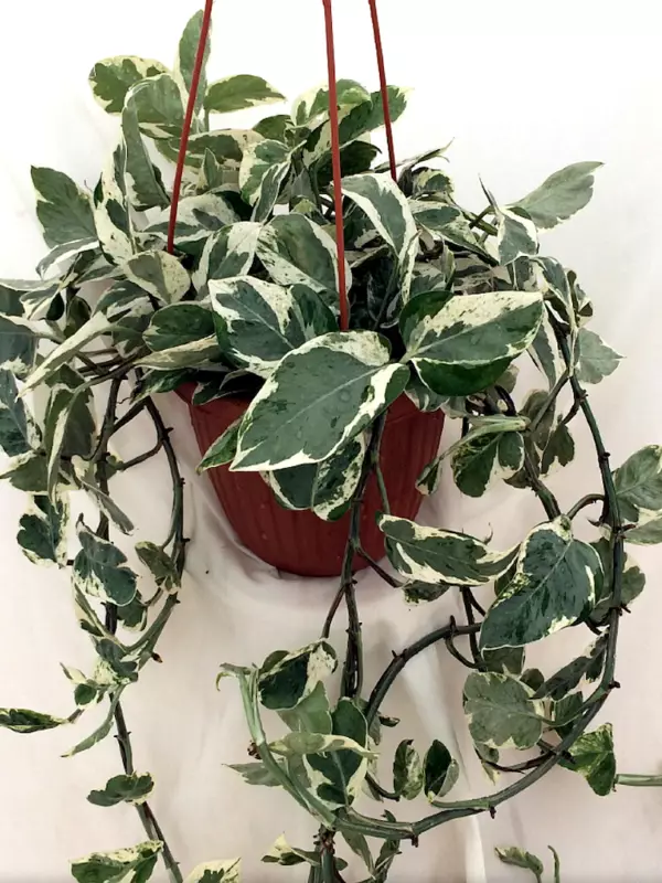 Luul iyo Jade Pothos